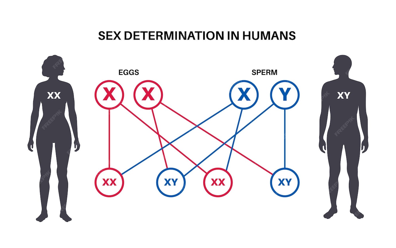 Premium Vector Sex Determination In Humans Male And Female Sperm And