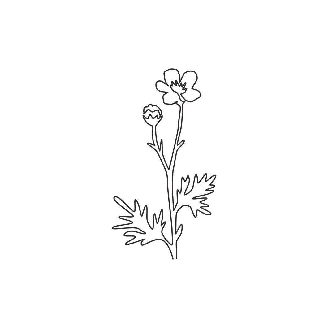 Premium Vector Single One Line Drawing Of Beauty Ranunculus For A