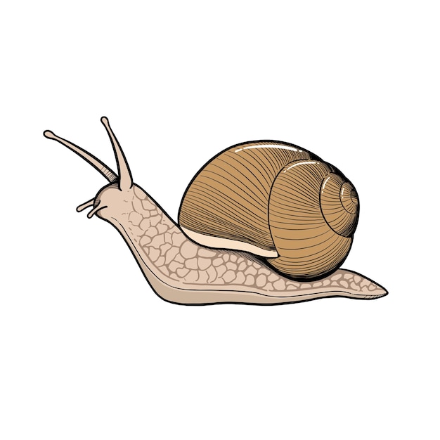 Premium Vector | A snail colored hand drawn Premium Vector | A snail colored hand drawn