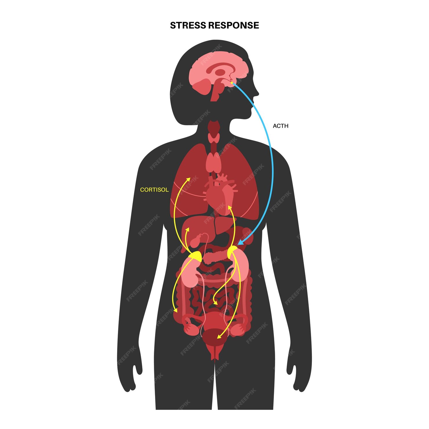 Premium Vector Stress Response System Hypothalamic Pituitary Adrenal