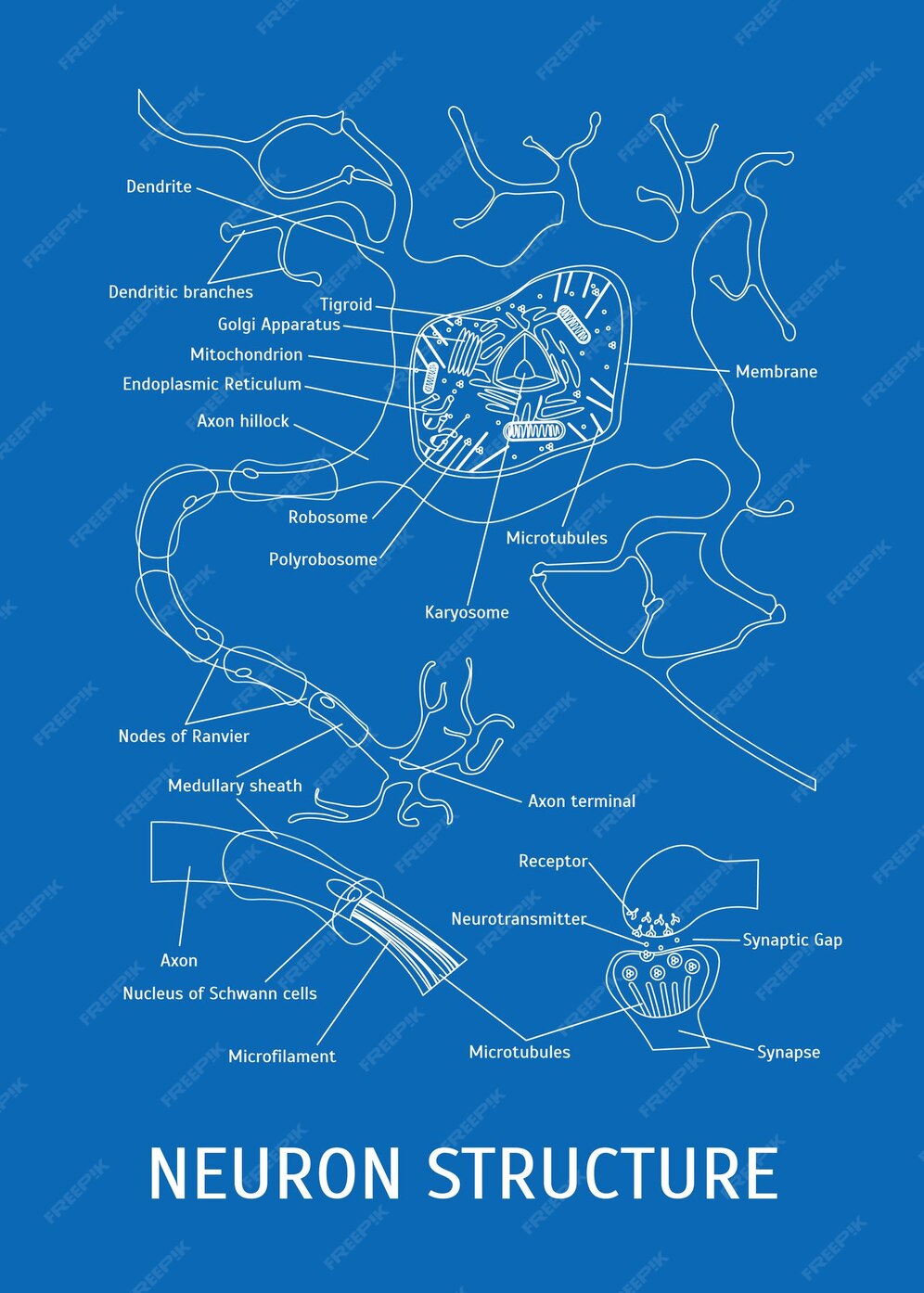 Premium Vector | Structure of a neuron vector Premium Vector | Structure of a neuron vector