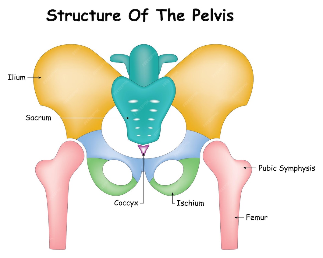 골반 치골 결합 대퇴골 Ischium Coccyx Sacrum Ilium 벡터 일러스트의 구조 프리미엄 벡터