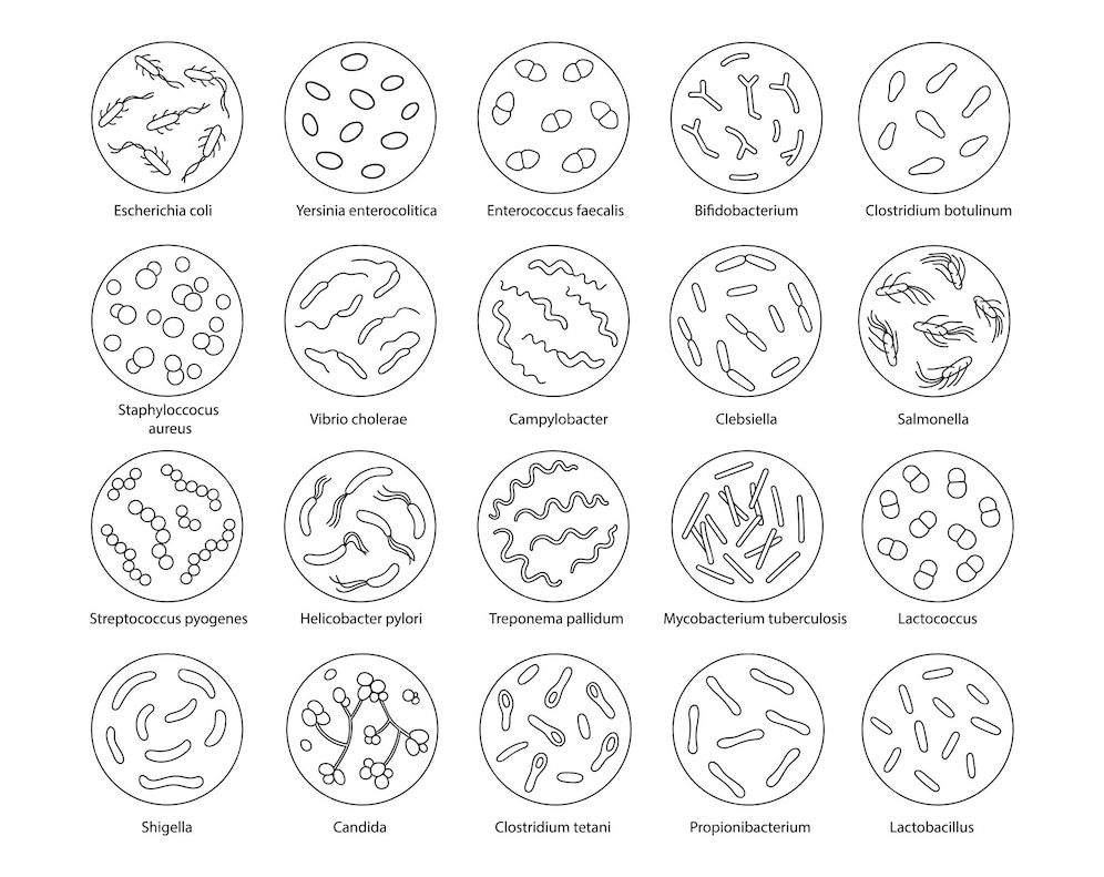 Premium Vector Three Basic Forms And Arrangements Of Bacteria