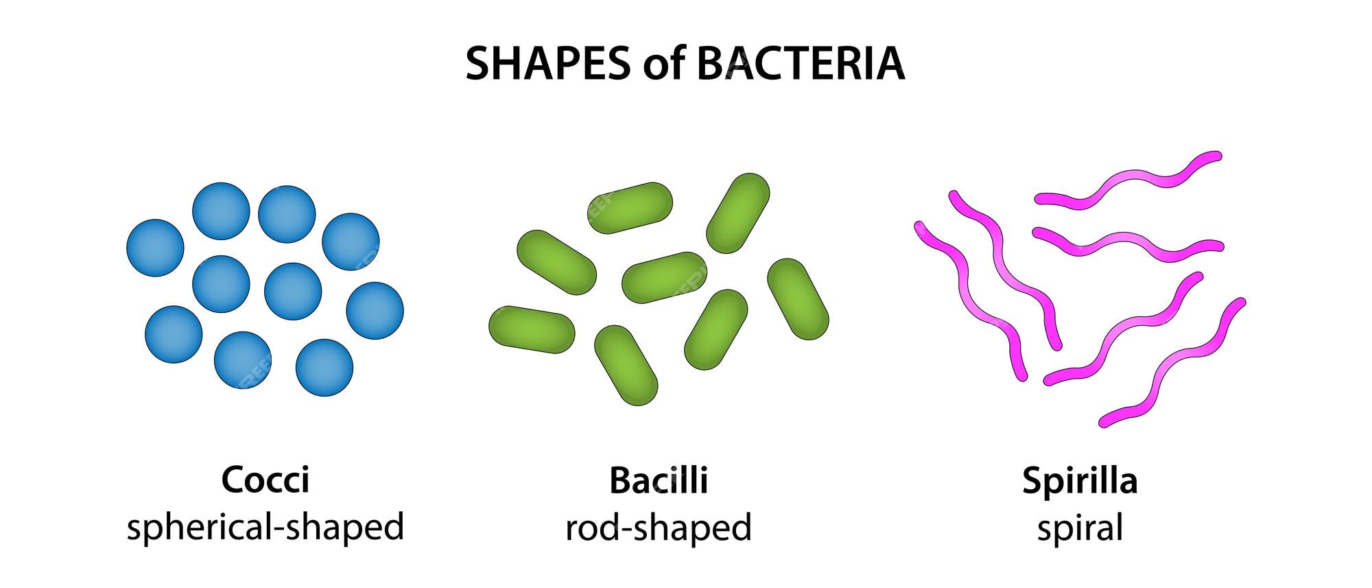 Premium Vector The Three Basic Shapes Of Bacteria