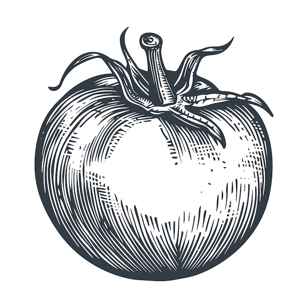 Premium Vector | Tomato woodcut drawing vector Premium Vector | Tomato woodcut drawing vector