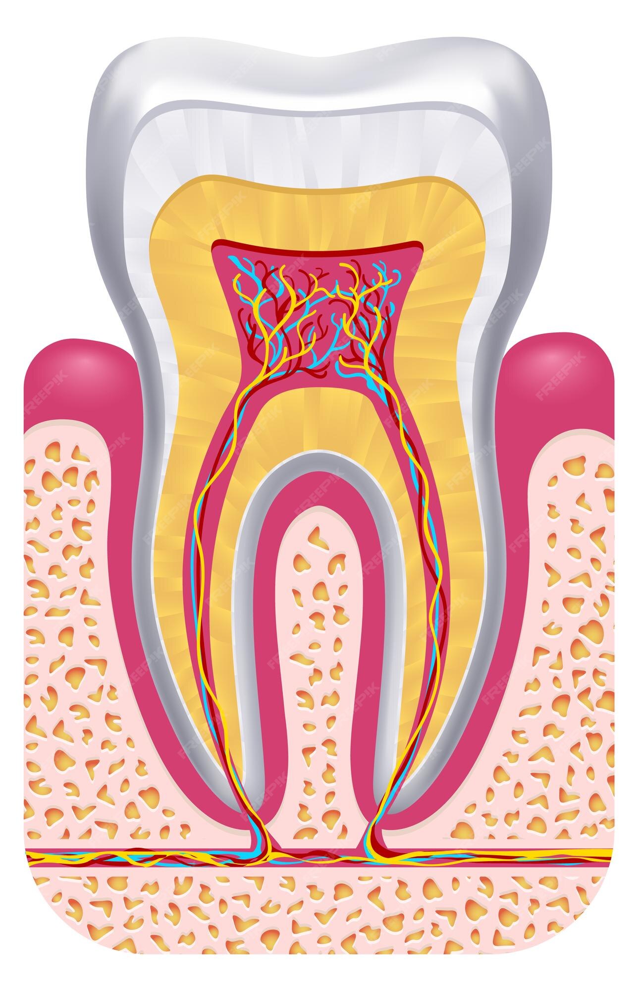 Premium Vector Tooth Anatomy Dental Structure Educational Medical Illustration