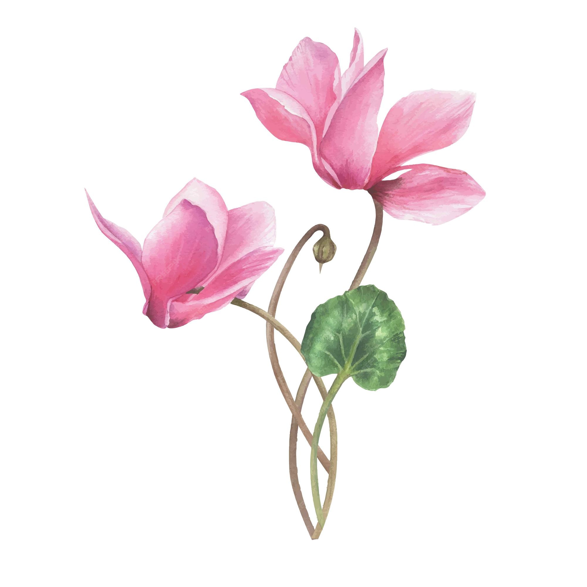 Premium Vector | Vector composition of cyclamen flowers and leaves in ... Premium Vector | Vector composition of cyclamen flowers and leaves in ...