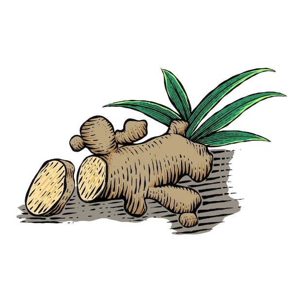 Premium Vector | Vector hand drawn engraved ginger isolated on white ... Premium Vector | Vector hand drawn engraved ginger isolated on white ...