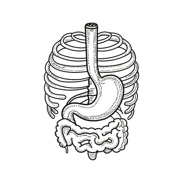 Premium Vector | Vector human digestive system outline illustration Premium Vector | Vector human digestive system outline illustration