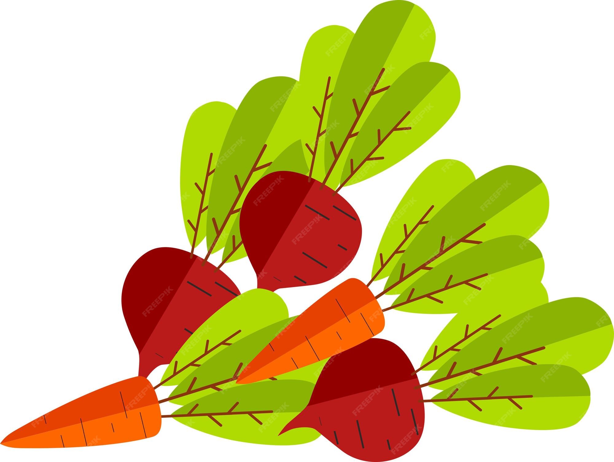 Premium Vector Vector Illustration Beetroot Carrot Isolated On White Background