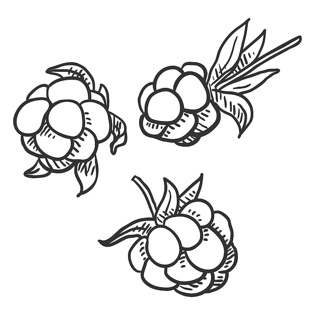 Premium Vector | Vector set of sketch cloudberry illustration Premium Vector | Vector set of sketch cloudberry illustration