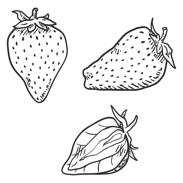 Premium Vector | Vector set of sketch strawberries Premium Vector | Vector set of sketch strawberries