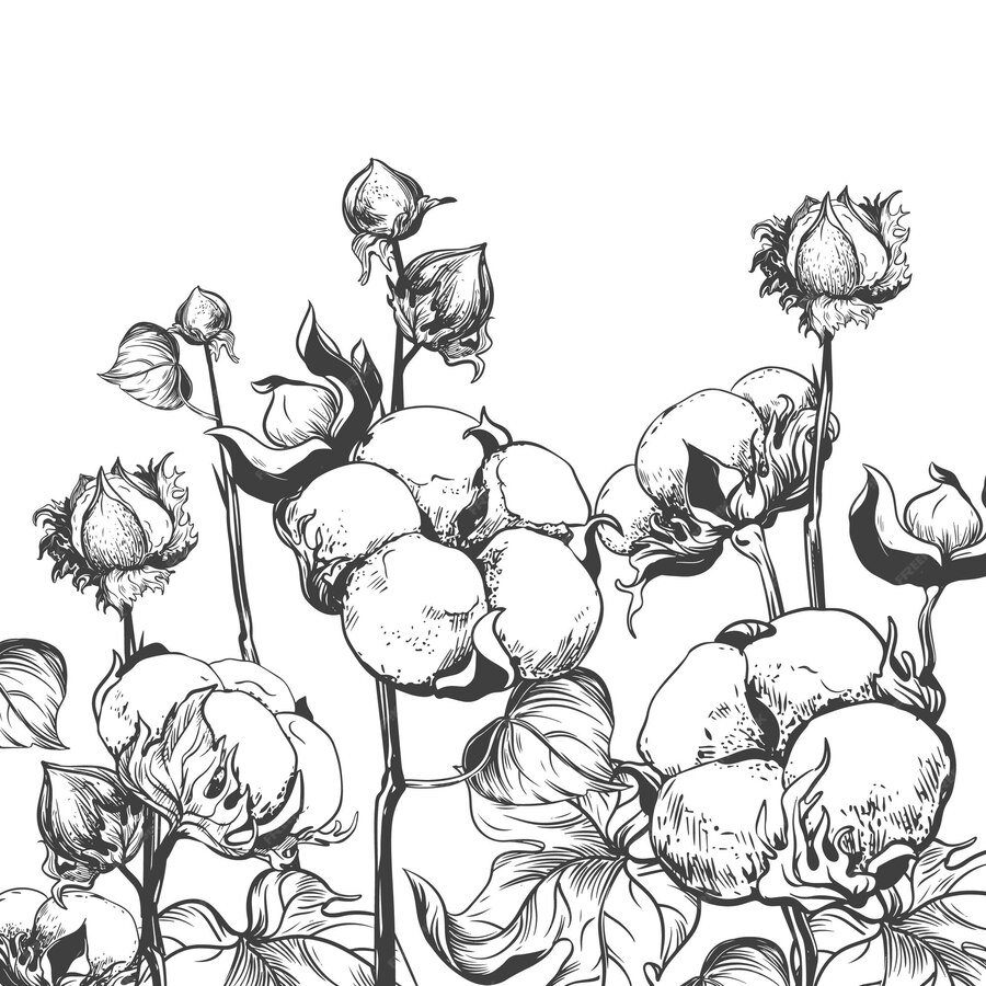 Premium Vector | Vector sketch of a cotton field sketch in black ink on ... Premium Vector | Vector sketch of a cotton field sketch in black ink on ...