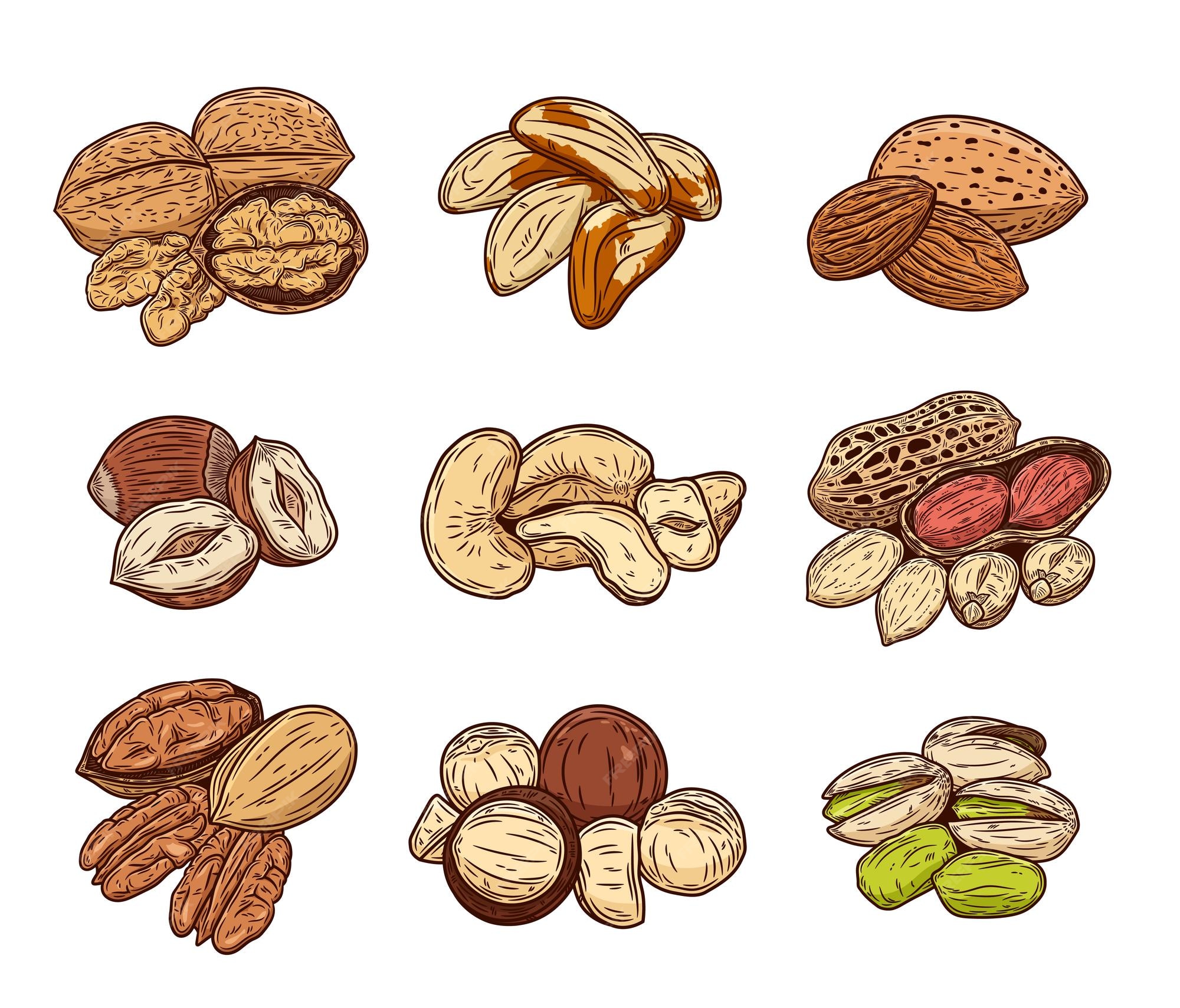 Premium Vector | Vector various nuts colorful illustration Premium Vector | Vector various nuts colorful illustration