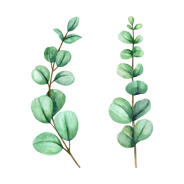 Premium Vector | Watercolor eucalyptus twigs Premium Vector | Watercolor eucalyptus twigs