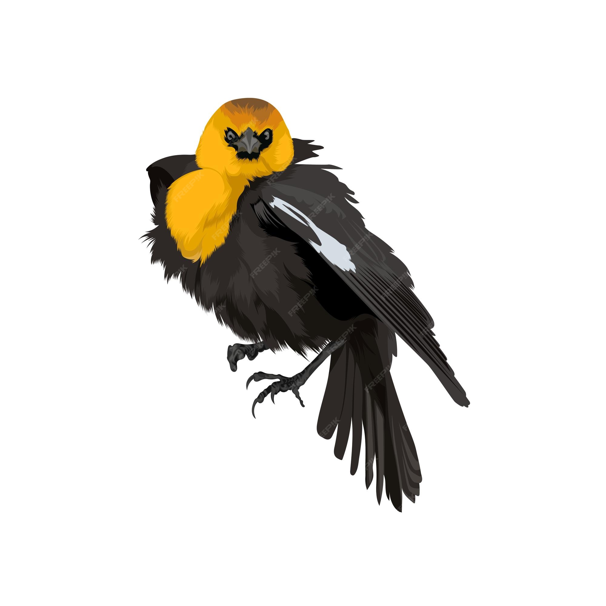 Premium Vector | Yellow headed blackbird vector Premium Vector | Yellow headed blackbird vector