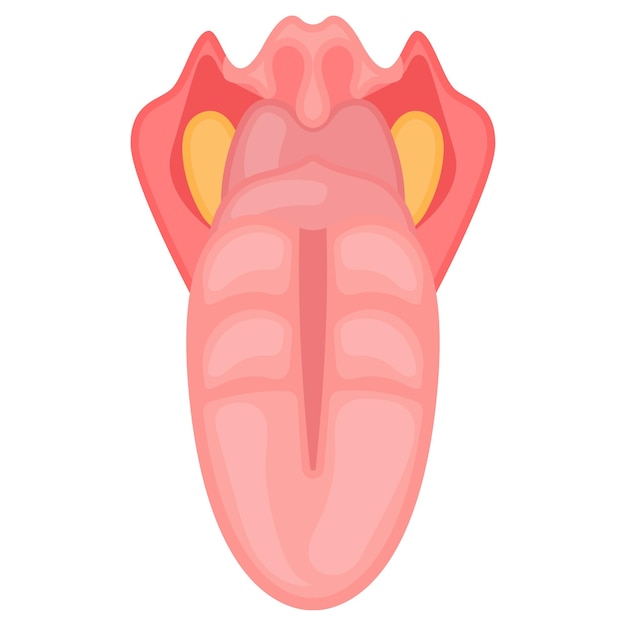 Widok Grzbietu I Gardła Vector Design Organ System Anatomia Człowieka ... Widok Grzbietu I Gardła Vector Design Organ System Anatomia Człowieka ...