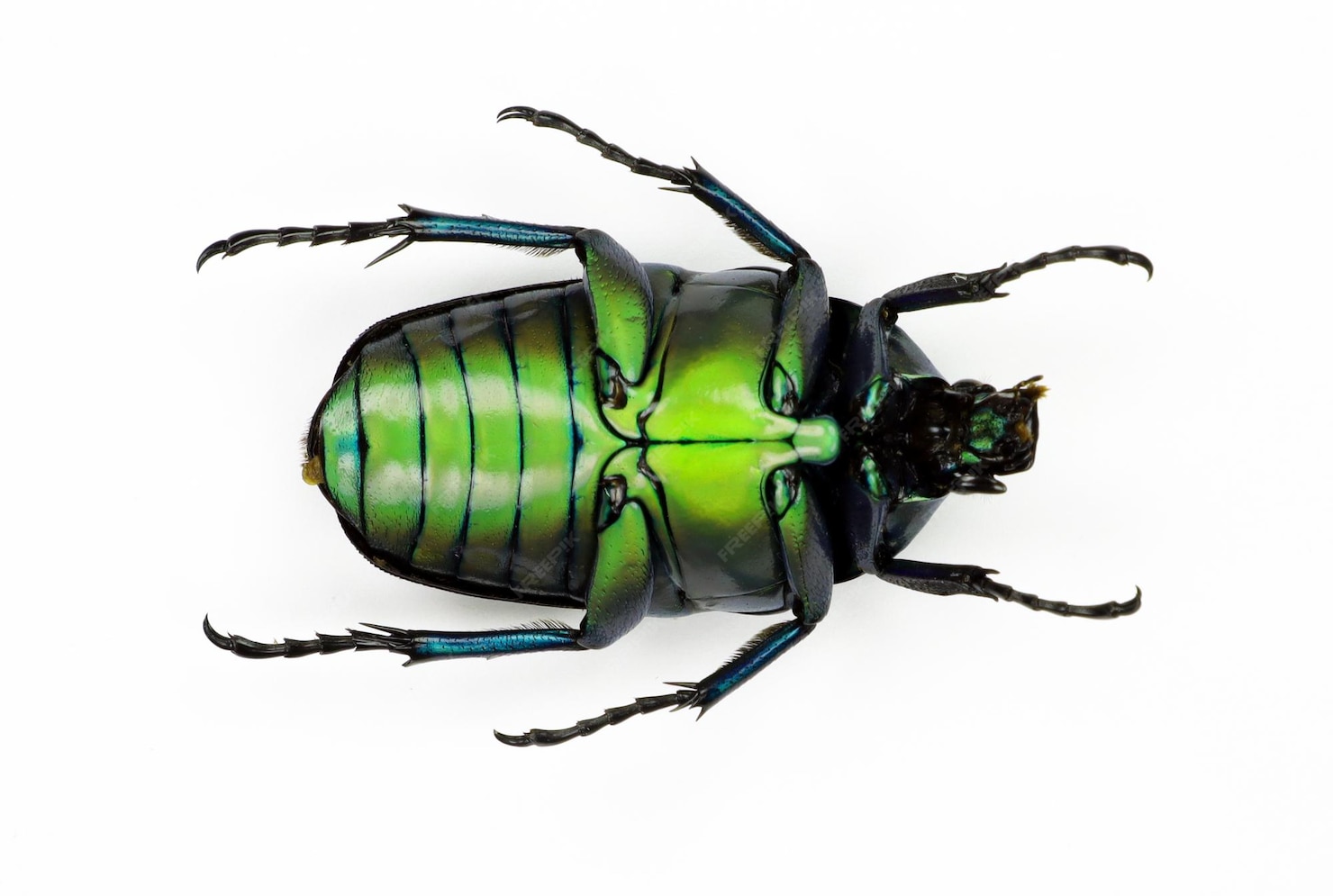 Zielony chrząszcz odizolowany na białym, Rhomborrhina resplendens do ... Zielony chrząszcz odizolowany na białym, Rhomborrhina resplendens do ...