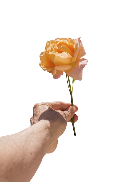 La Hermosa Rosa Aislada Archivo Psd Gratis