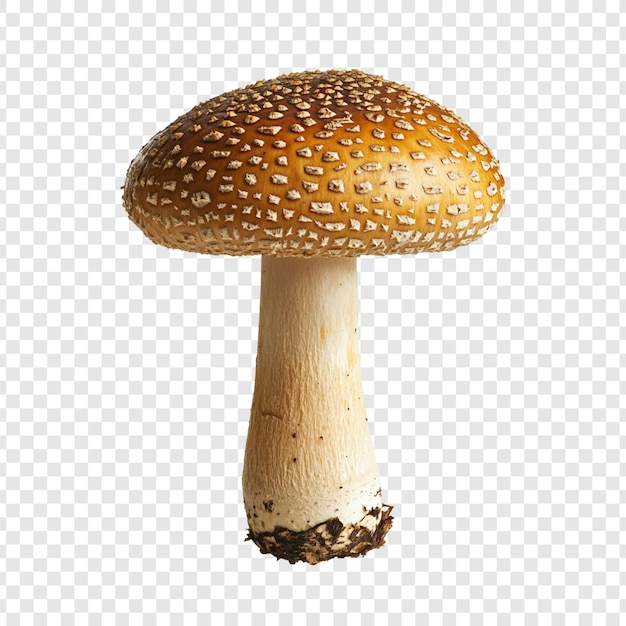 Vue rapprochée d'un époustouflant champignon Amanita | PSD Gratuite Vue rapprochée d'un époustouflant champignon Amanita | PSD Gratuite