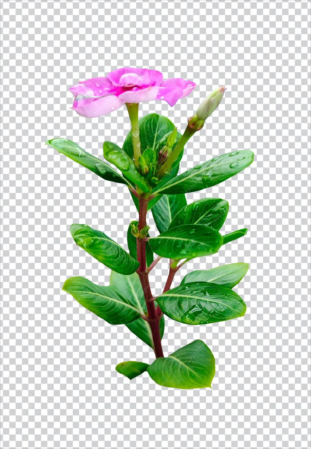 Fleur Rose Sur Goutte De Pluie Feuille Verte Branche Darbre Png