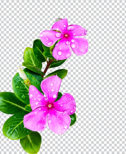 Fleur Rose Sur Goutte De Pluie Feuille Verte Branche Darbre Png