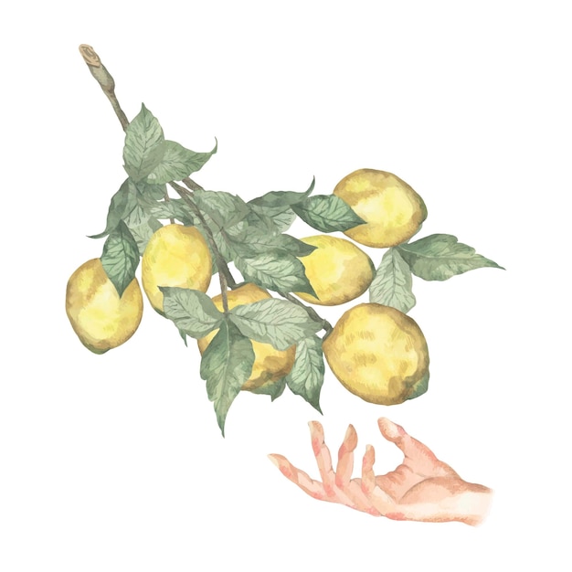 Composition Aquarelle Citrons Et Main | Vecteur Premium Composition Aquarelle Citrons Et Main | Vecteur Premium