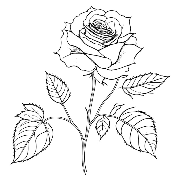 Dessin Au Trait Noir Et Blanc D'une Rose En Fleurs Et Croquis D'une ... Dessin Au Trait Noir Et Blanc D'une Rose En Fleurs Et Croquis D'une ...