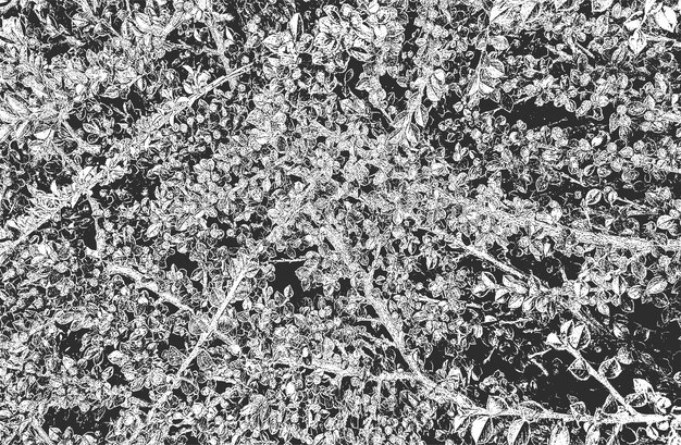 Superposition En Bois Macro Texture Avec Des Stries Grunge Fond Noir Et ... Superposition En Bois Macro Texture Avec Des Stries Grunge Fond Noir Et ...