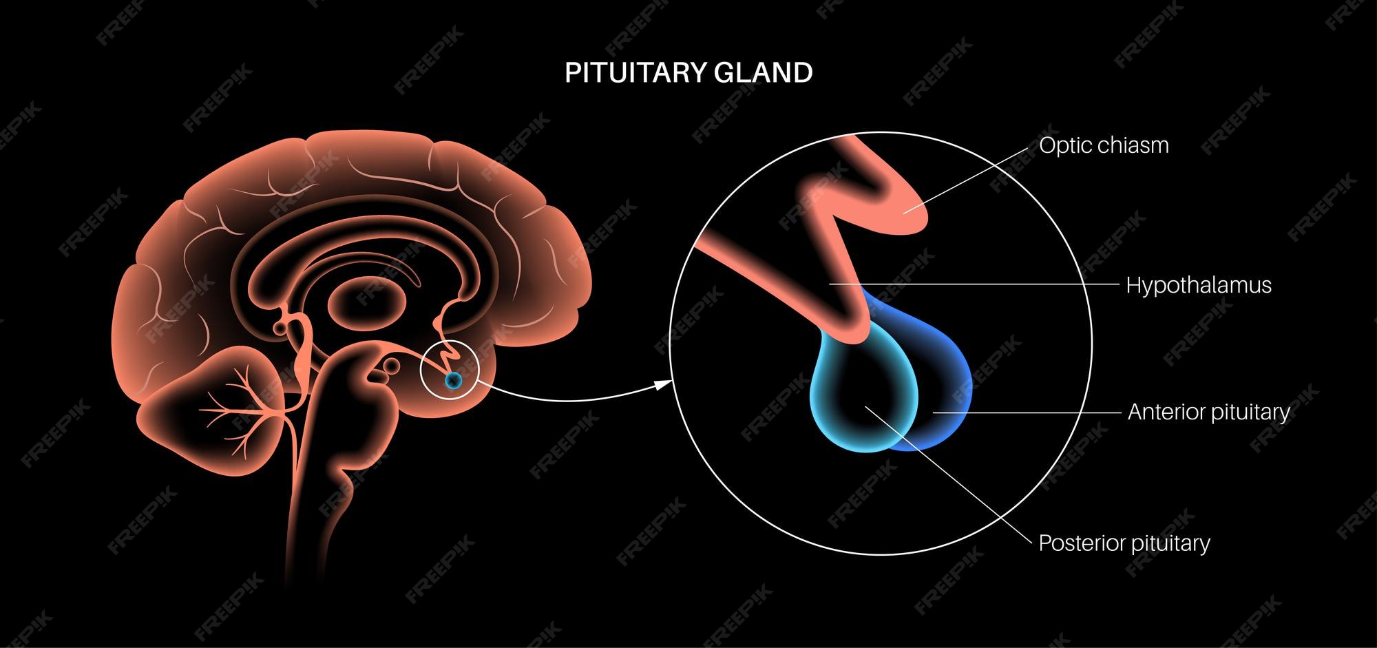 Anatomía De La Glándula Pituitaria Concepto De Sistema Endocrino Humano Cerebro E Hipotálamo