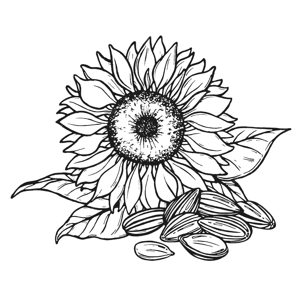 Bosquejo de girasol. esquema dibujado a mano. colección de vectores ... Bosquejo de girasol. esquema dibujado a mano. colección de vectores ...