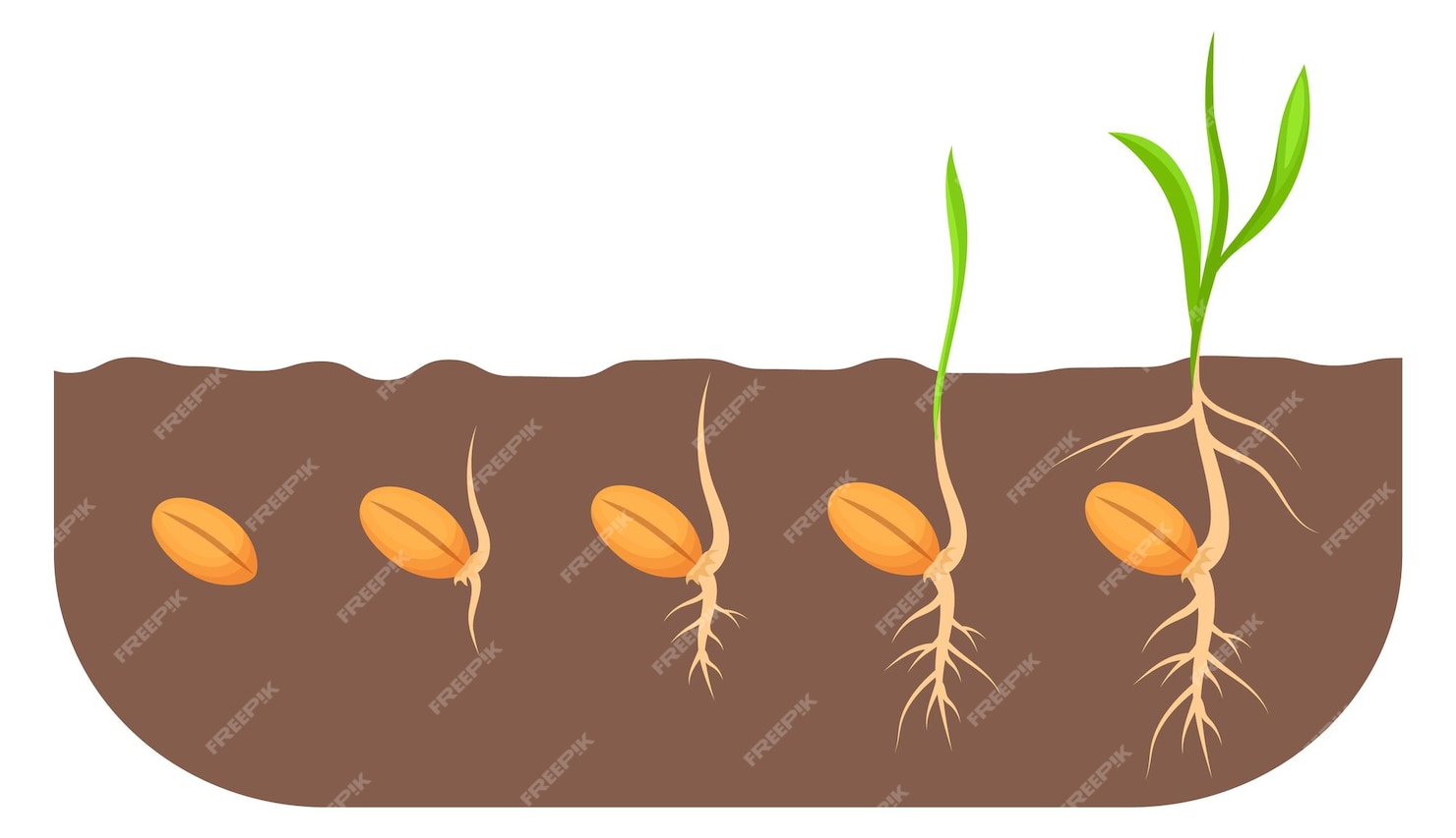 Etapas de crecimiento de semillas proceso de crecimiento de plantas en ... Etapas de crecimiento de semillas proceso de crecimiento de plantas en ...