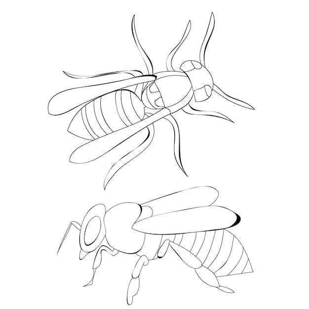 Libro Para Colorear Abeja Vector Premium