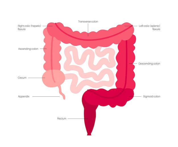 Anatomisches plakat zum dickdarm abschnitte des menschlichen darms ... Anatomisches plakat zum dickdarm abschnitte des menschlichen darms ...