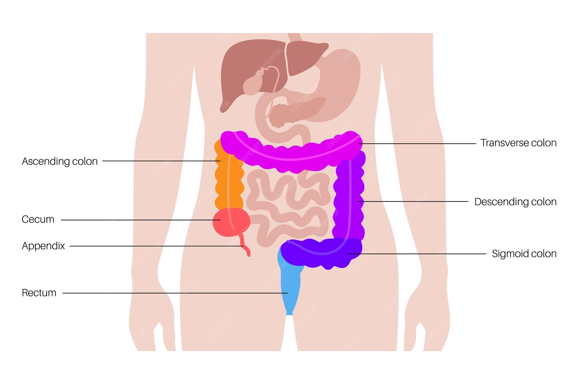 Anatomisches Plakat zum Dickdarm Abschnitte des menschlichen Darms ... Anatomisches Plakat zum Dickdarm Abschnitte des menschlichen Darms ...