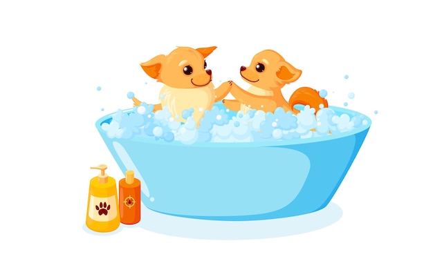 Hundepflege in einer Badewanne mit Shampoo Chihuahua in Seifenschaum ... Hundepflege in einer Badewanne mit Shampoo Chihuahua in Seifenschaum ...