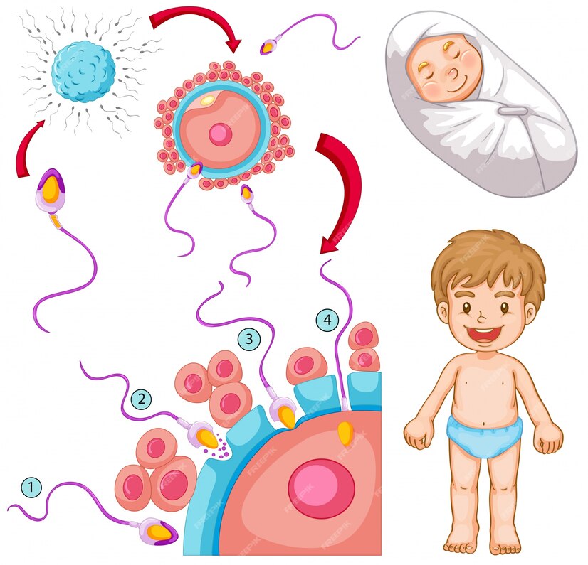 Diagrama De Fertilização E Ilustração Dos Meninos Vetor Grátis