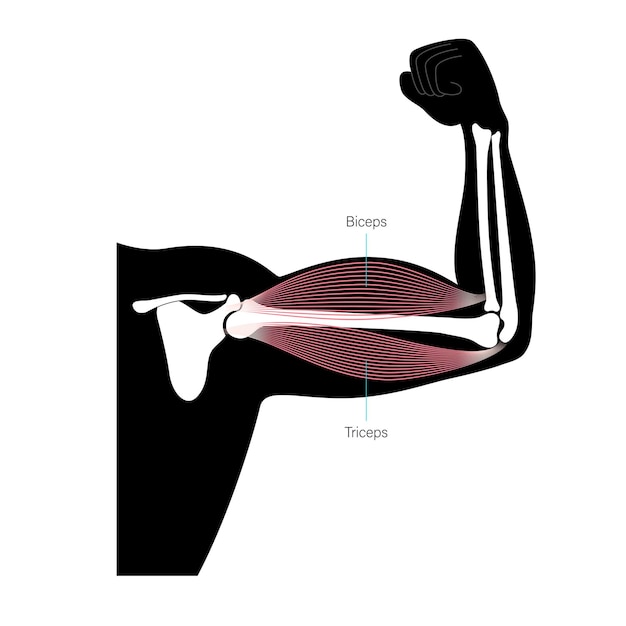 Anatomia do bíceps e tríceps | Vetor Premium Anatomia do bíceps e tríceps | Vetor Premium