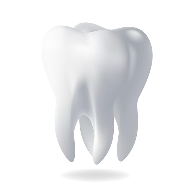 Dente humano de ilustração vetorial realista | Vetor Premium Dente humano de ilustração vetorial realista | Vetor Premium