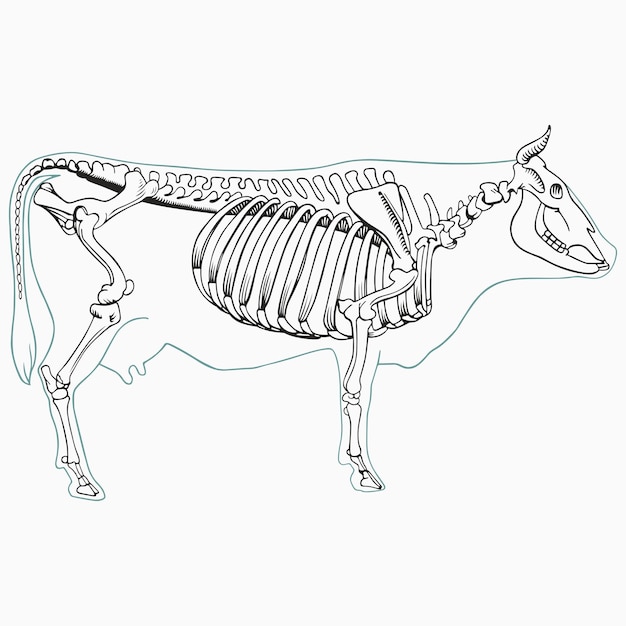 Esqueleto De Vaca Vetor Premium