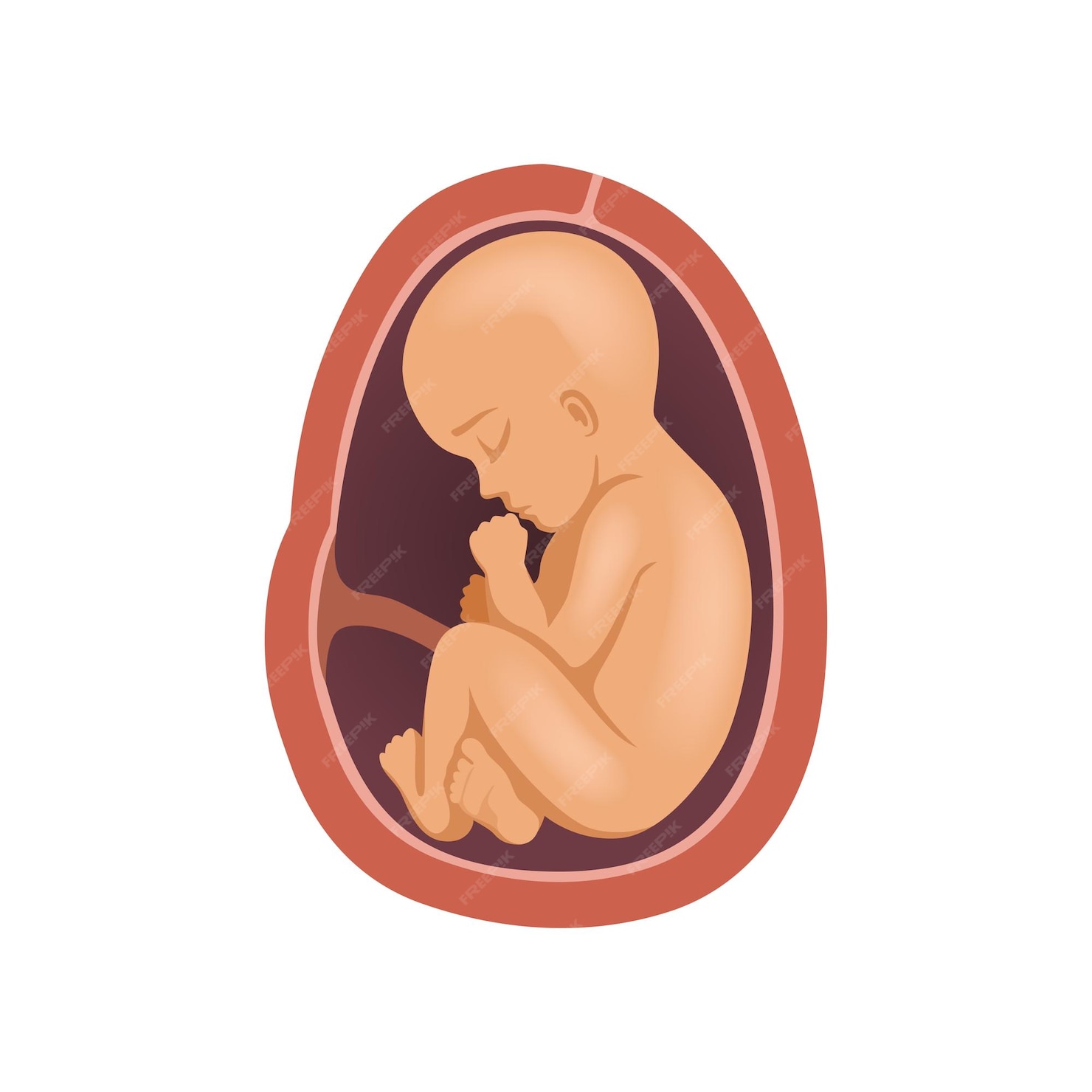 Feto Humano Dentro Do útero 9 Meses De Estágio De Desenvolvimento