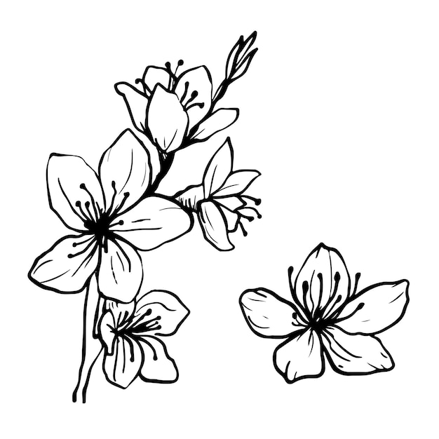 Ilustração vetorial de ramo de flor de cereja esboço de tinta sakura ... Ilustração vetorial de ramo de flor de cereja esboço de tinta sakura ...