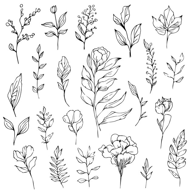 Uma coleção de desenho de linha botânica de elementos botânicos de ... Uma coleção de desenho de linha botânica de elementos botânicos de ...