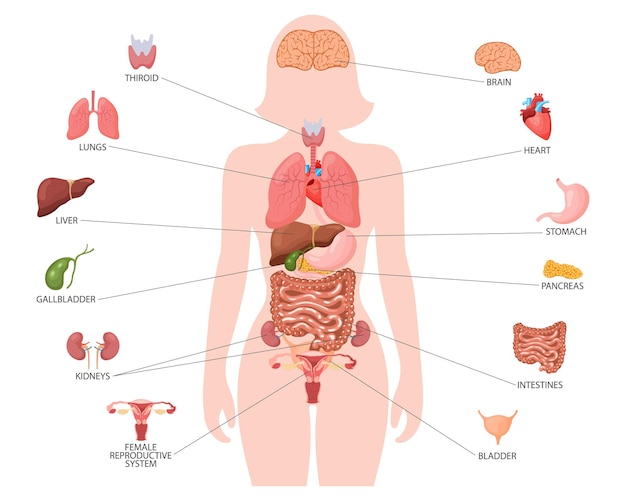 Concetto di anatomia umana Poster infografico con gli organi interni ... Concetto di anatomia umana Poster infografico con gli organi interni ...